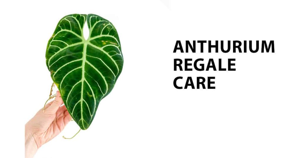 Anthurium Regale: Care and Propagation Guide - Technical Study Nepal