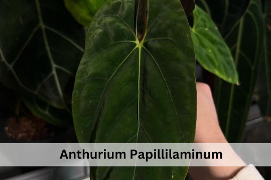 Anthurium papillilaminum: The Velvet Elegance of the Tropics - Technical Study Nepal